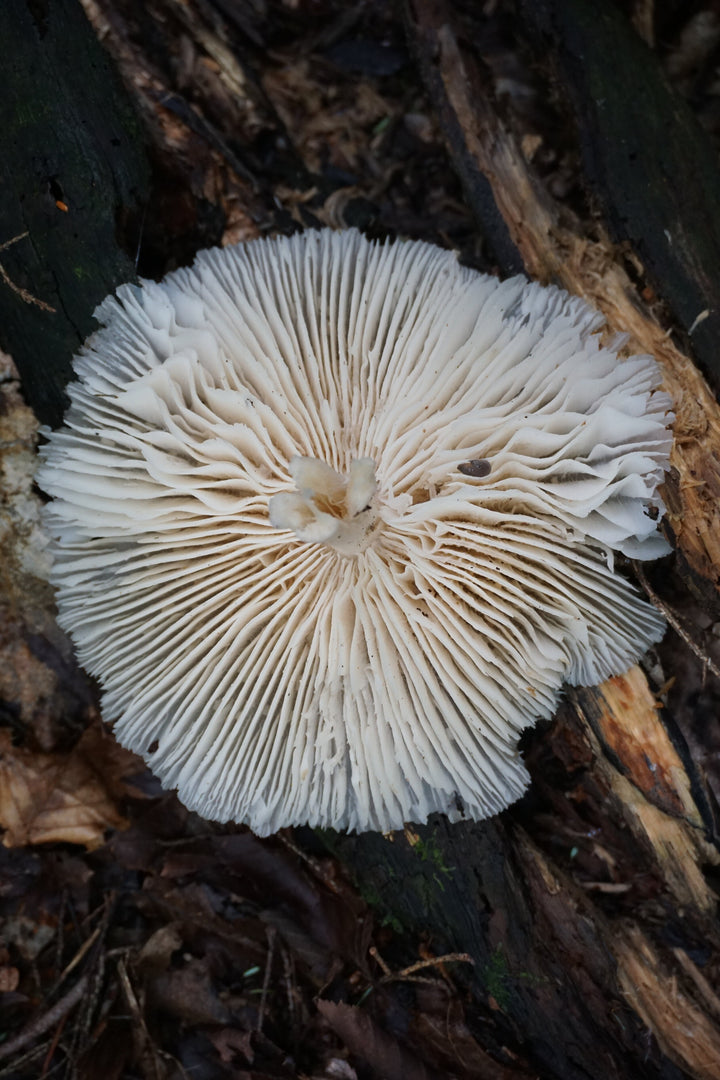 Mushroom Health – The Alchemist's Kitchen
